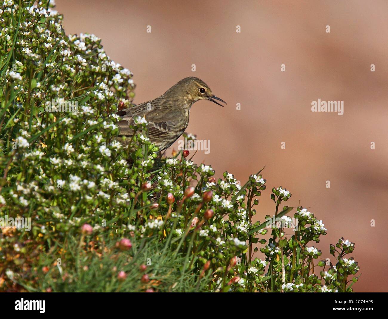 Native british fauna hi-res stock photography and images - Alamy