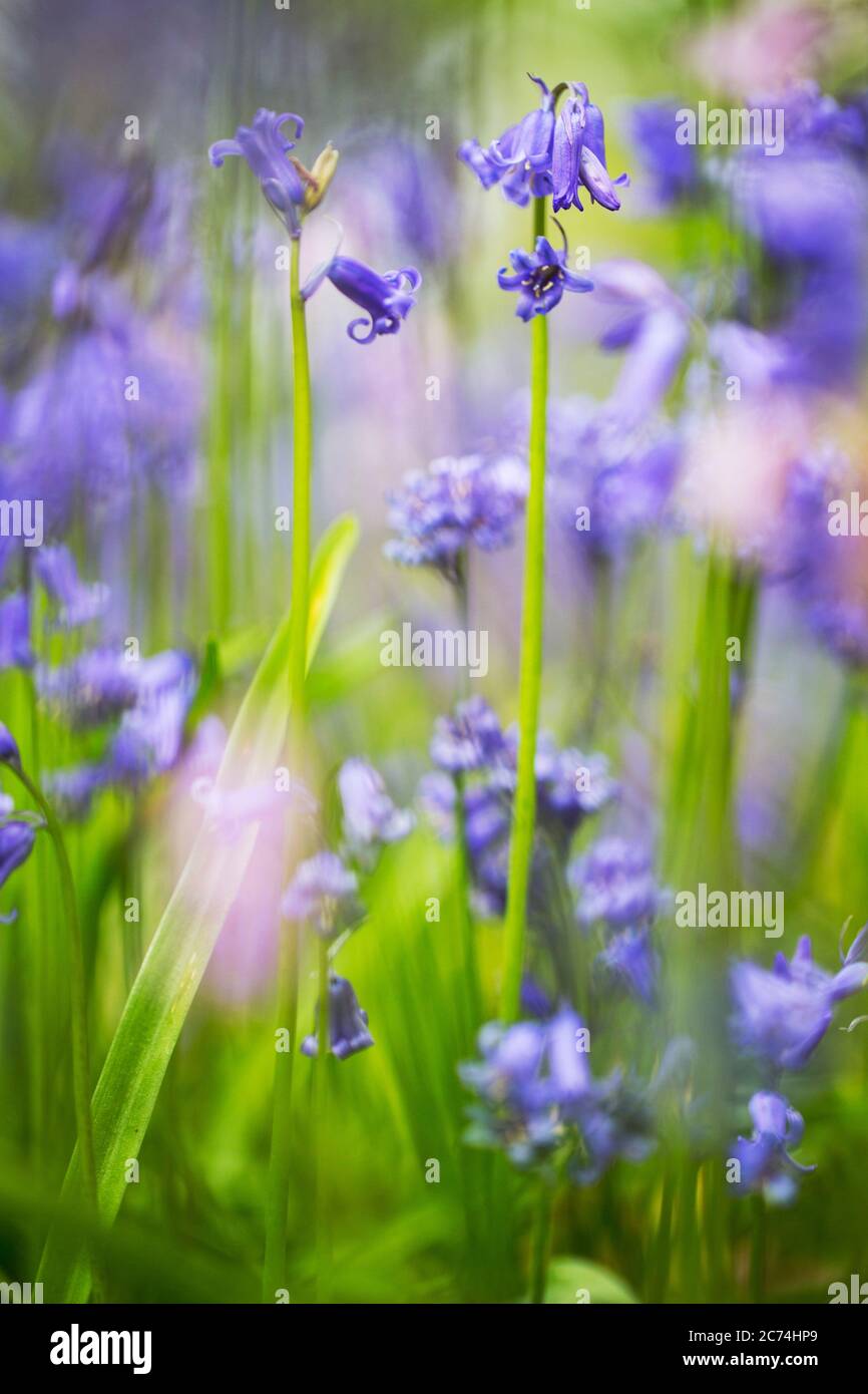 Atlantic bluebell (Hyacinthoides non-scripta, Endymion non-scriptus ...