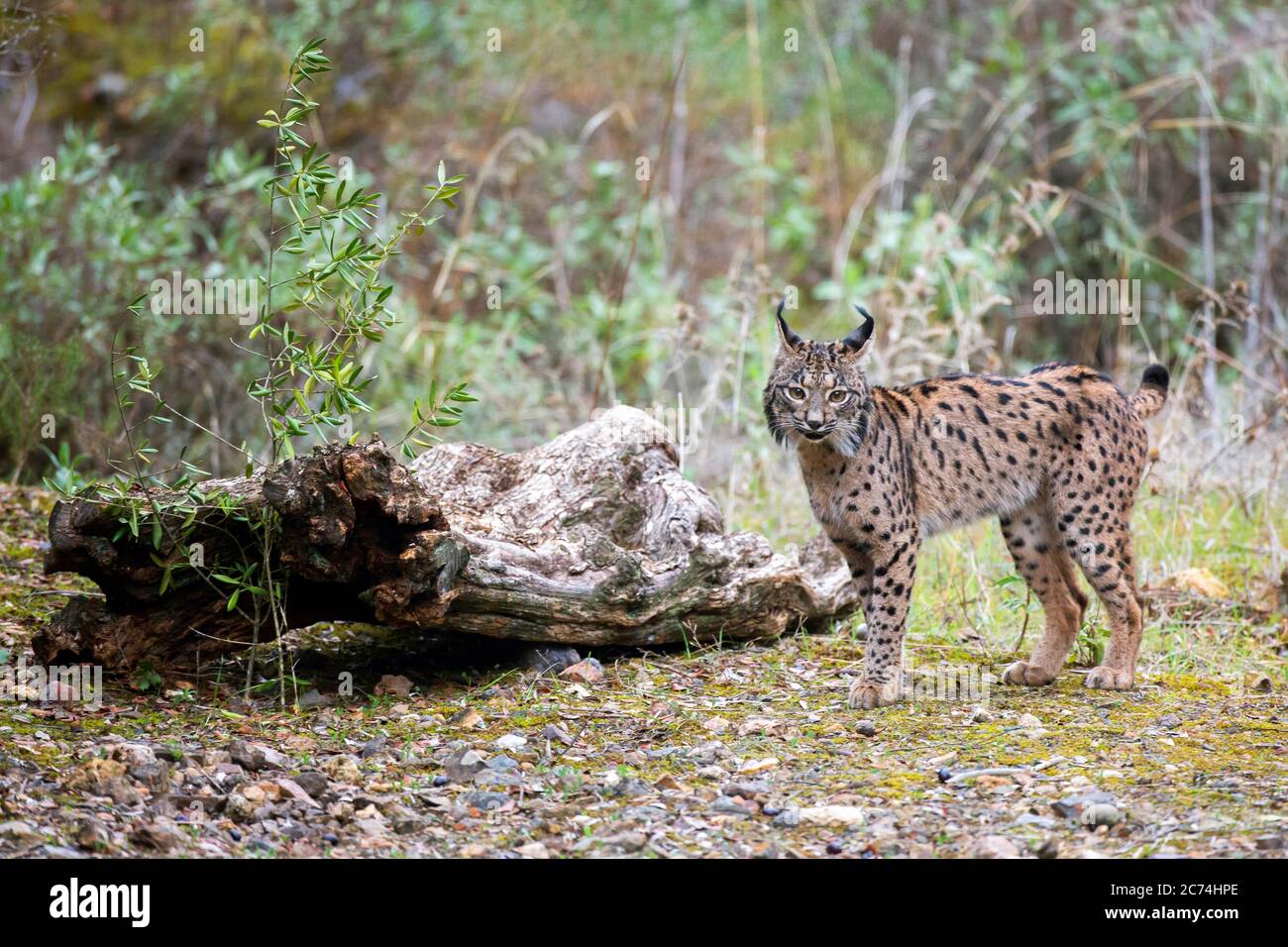 Iberian lynx habitat hi-res stock photography and images - Alamy
