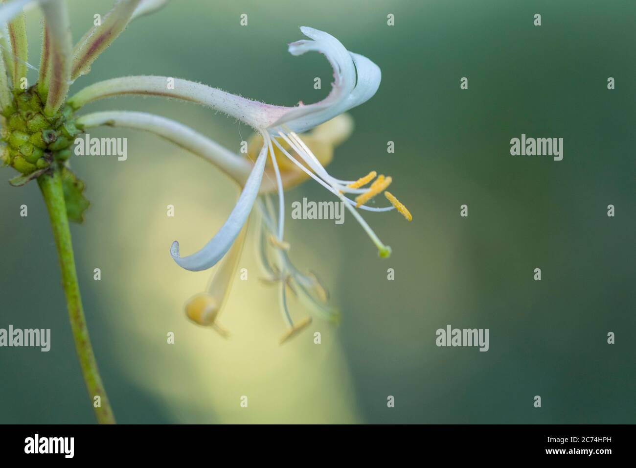 Italian honeysuckle, Italian woodbine, perfoliate honeysuckle (Lonicera ...
