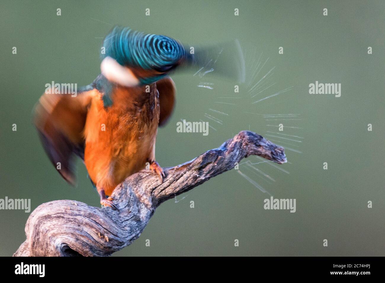 Shaking head blur hi-res stock photography and images - Alamy