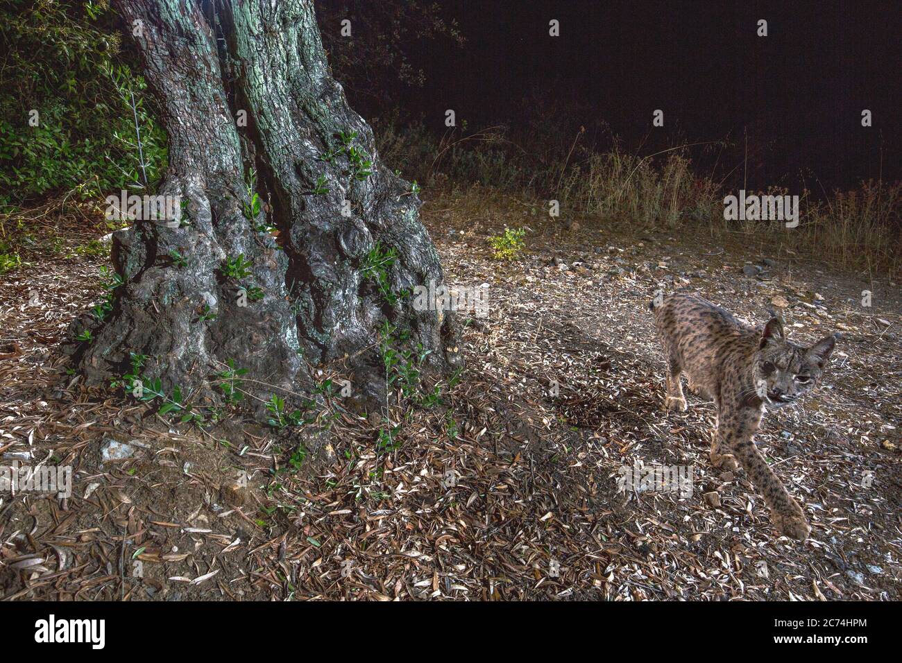 Iberian lynx (Lynx pardinus), photographed with camera trap, Spain ...