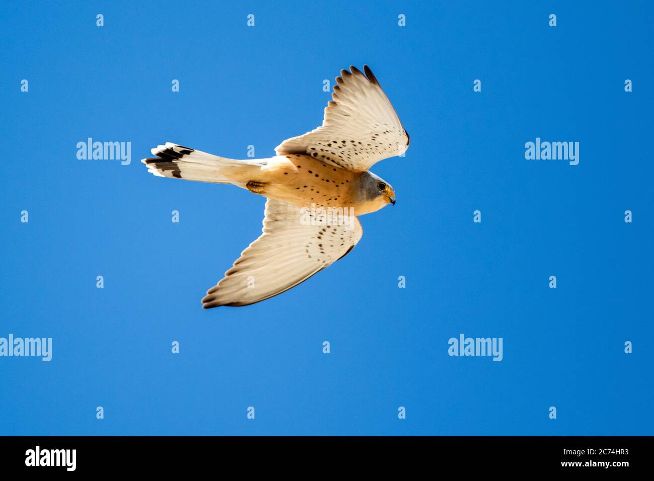 lesser kestrel (Falco naumanni), adult male in flight, Spain ...