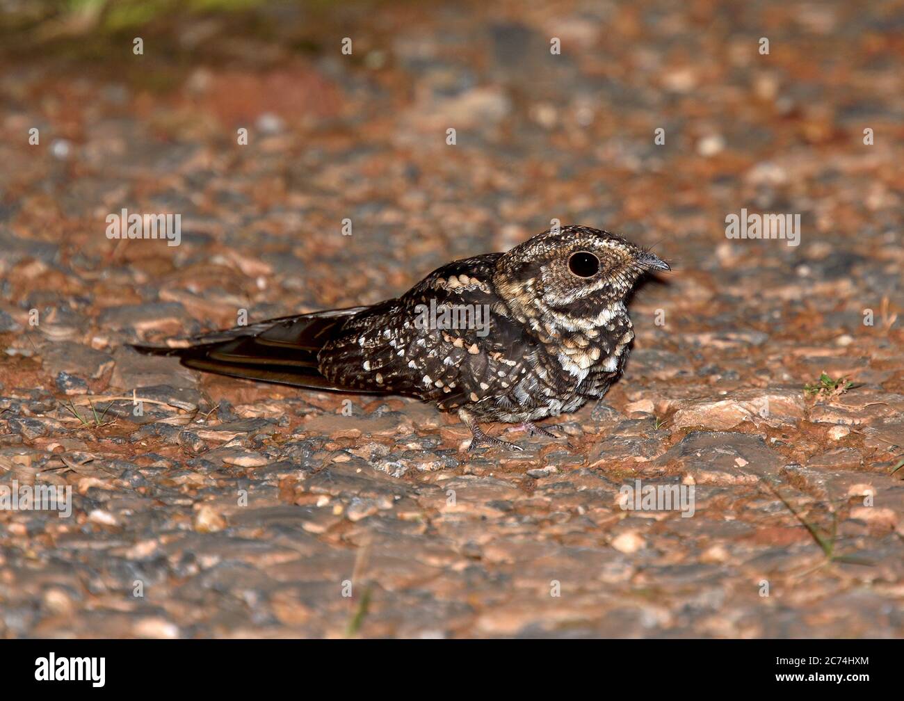 Long trained nightjars hi-res stock photography and images - Alamy