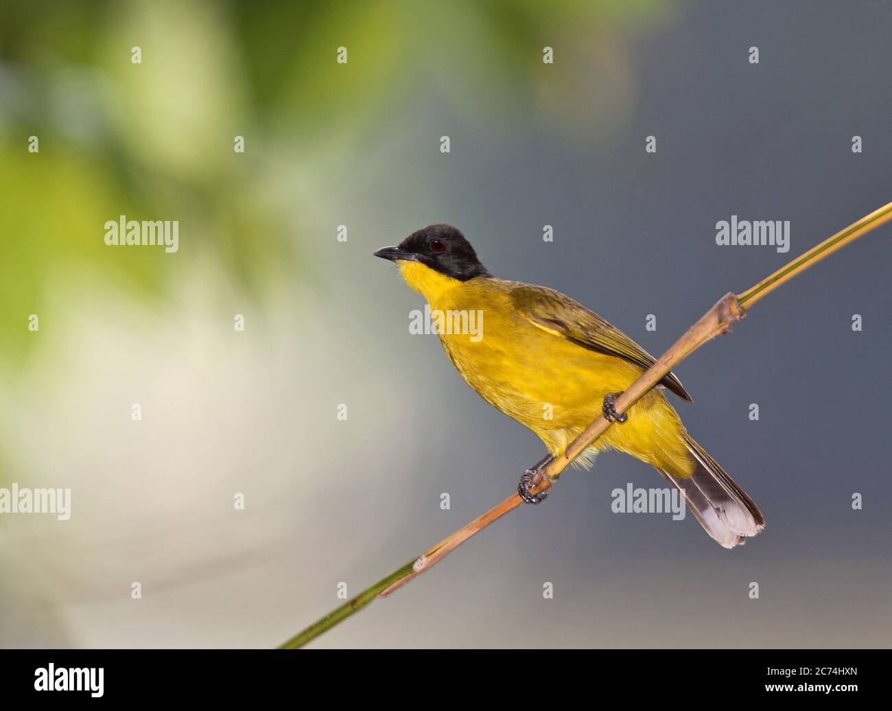 Endemic birds of sri lanka hi-res stock photography and images - Alamy