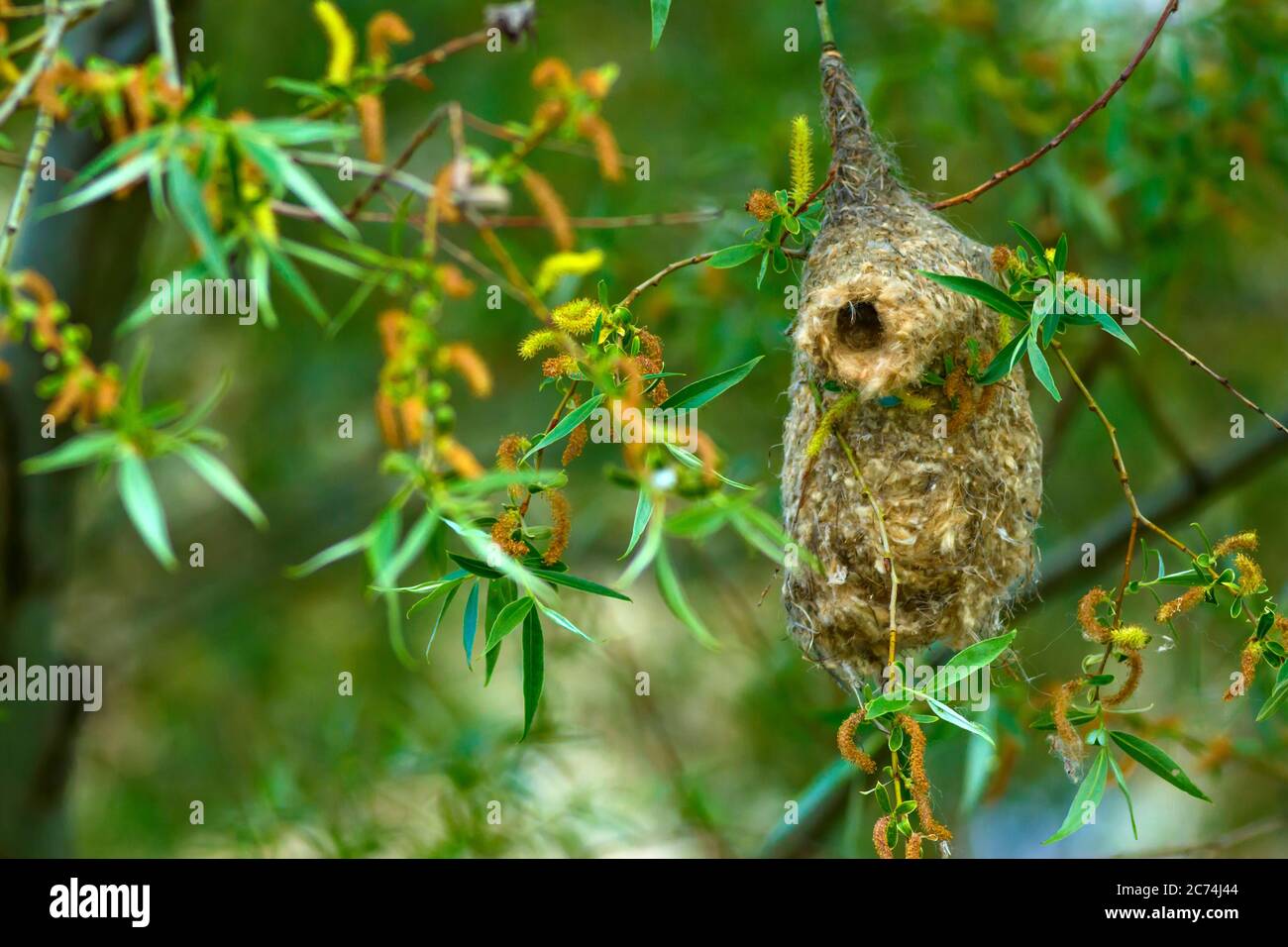 Cute little bird and its nest. Green nature background. Common bird ...
