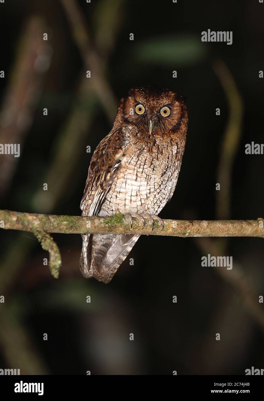 Black capped screech owls hi-res stock photography and images - Alamy