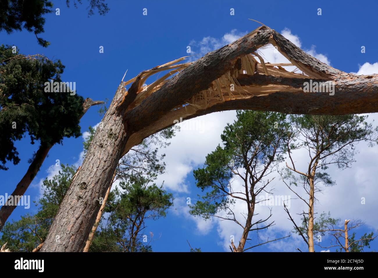Broken pine tree after a storm in the forest hi-res stock photography ...