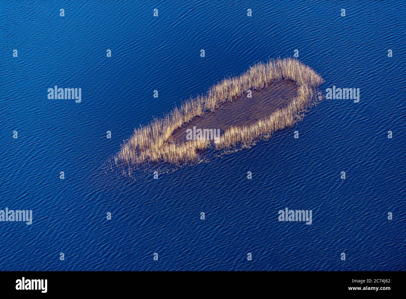 Reed in a lake hi-res stock photography and images - Alamy