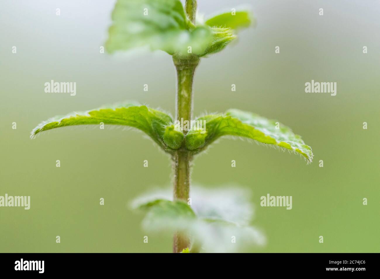 Yellow dead-nettle, Yellow Archangel, artillery plant, aluminium plant ...