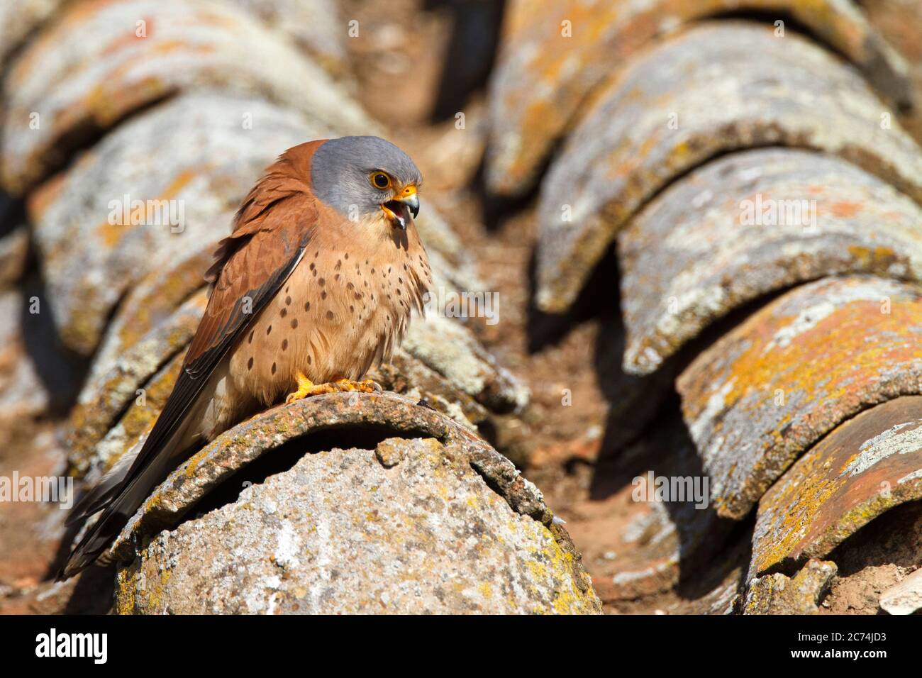 Adult male kestrel hi-res stock photography and images - Alamy