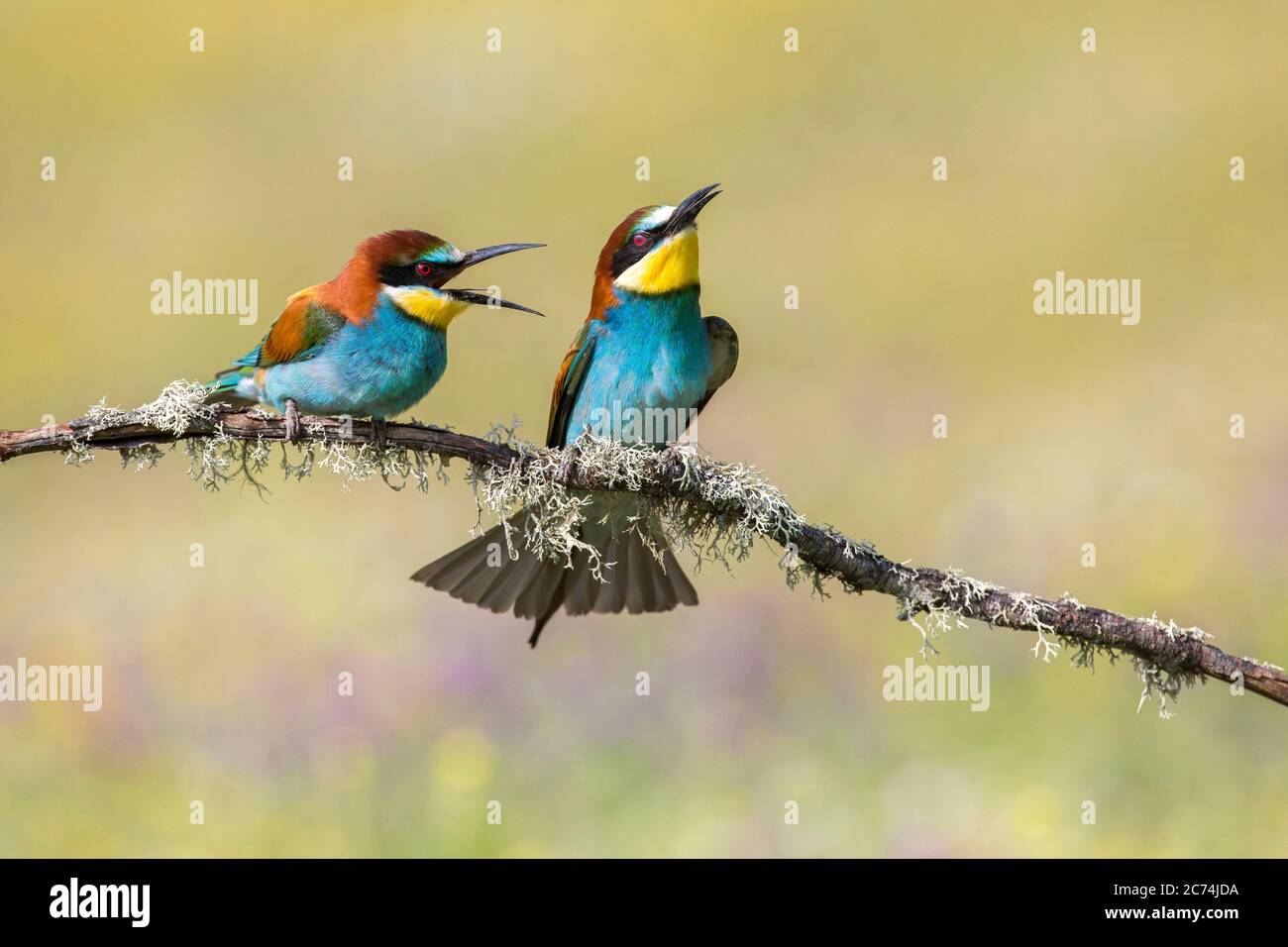 Two bee eaters merops apiaster sitting on a branch hi-res stock ...