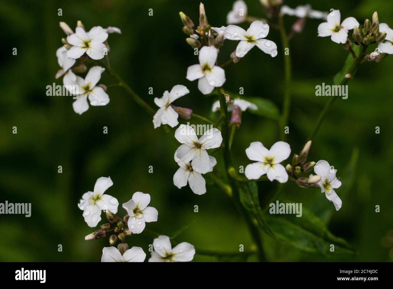 dame's-rocket, dame's-violet, garden rocket, Dame's rocket (Hesperis ...