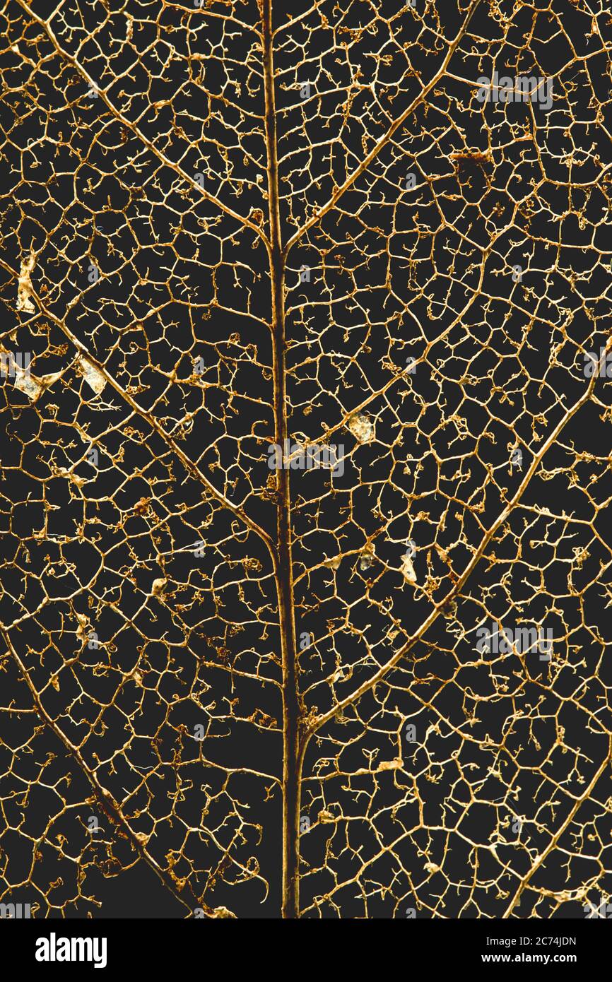 Skeleton of a tree leaf, Netherlands Stock Photo - Alamy