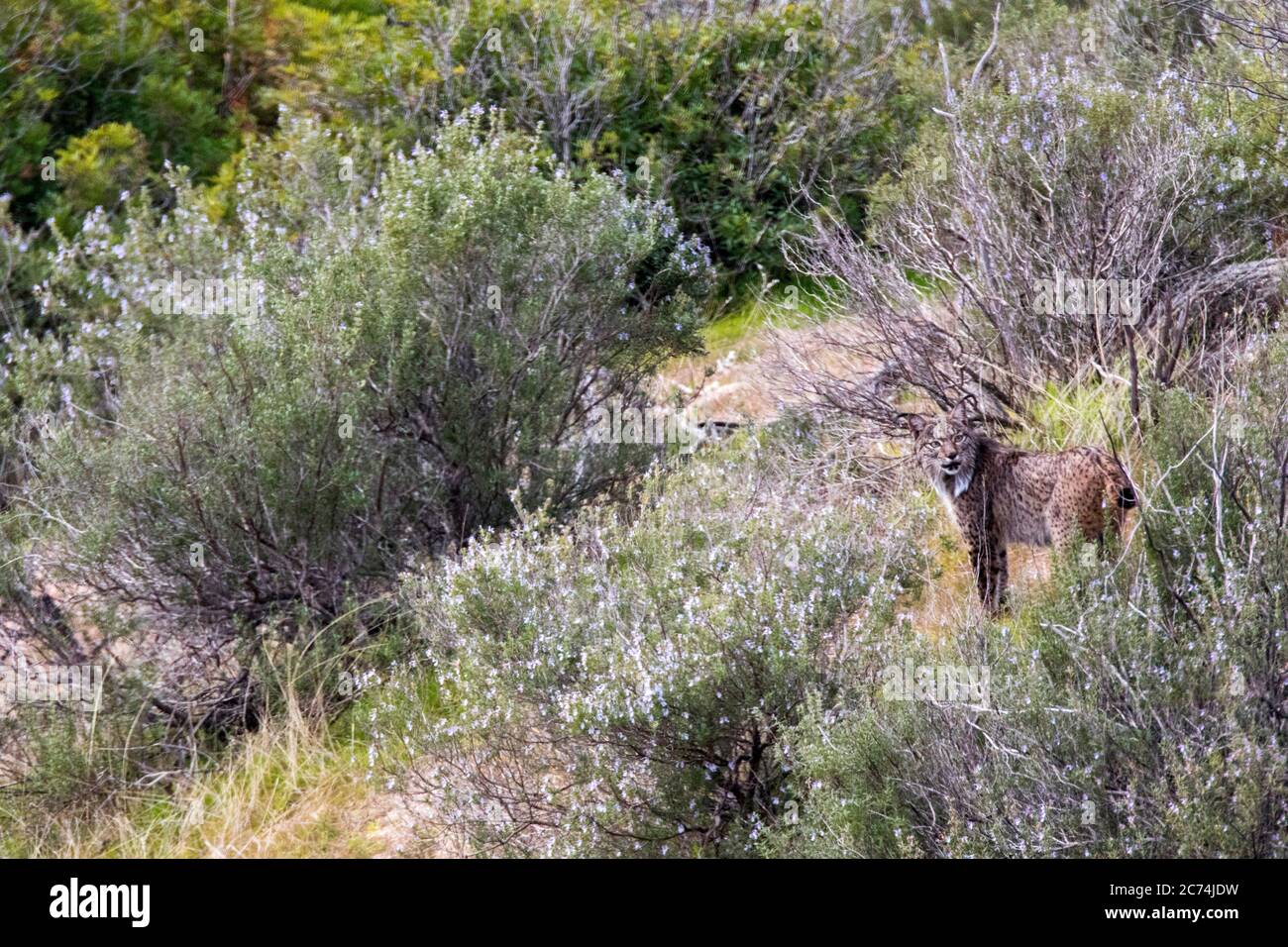 Iberian lynx habitat hi-res stock photography and images - Alamy