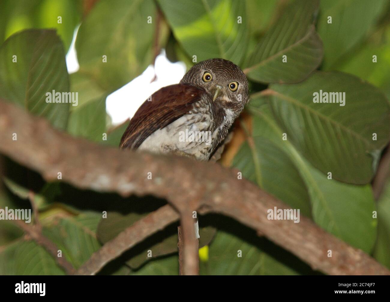 Brazilian chestnut hi-res stock photography and images - Alamy