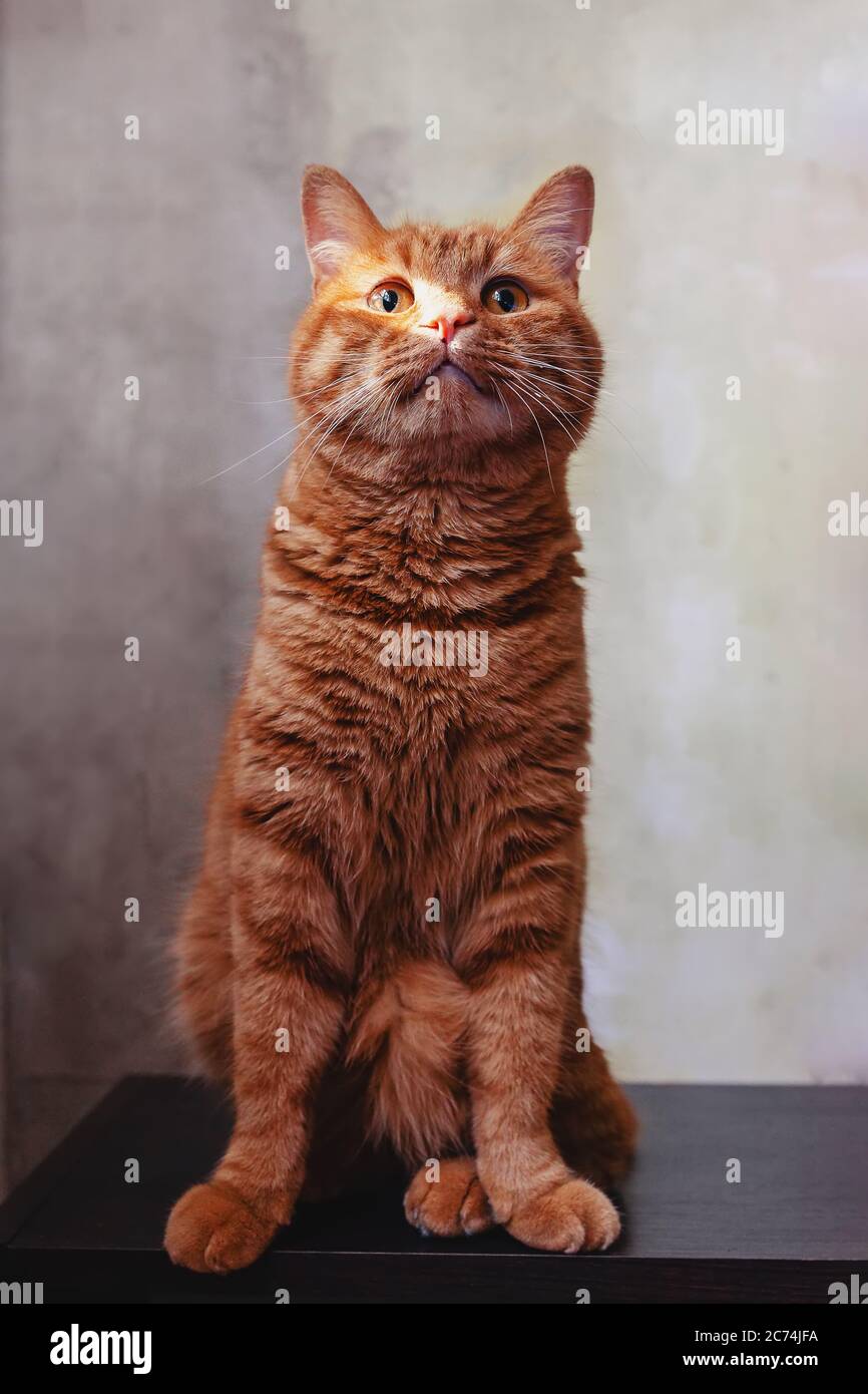 Funny ginger cat looking with interest in a distance sitting on the ...