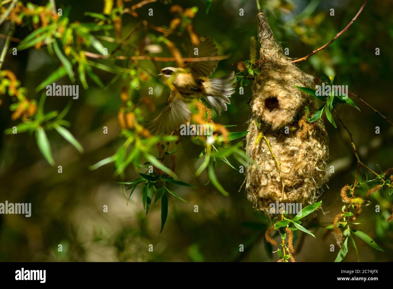 Cute little bird and its nest. Green nature background. Common bird ...