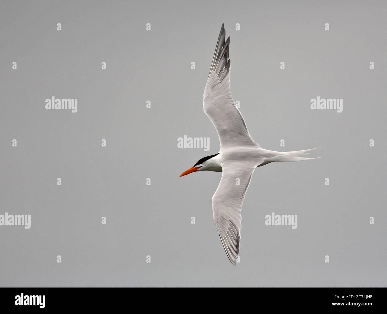 royal tern (Thalasseus maximus, Sterna maxima), adult in flight, USA ...