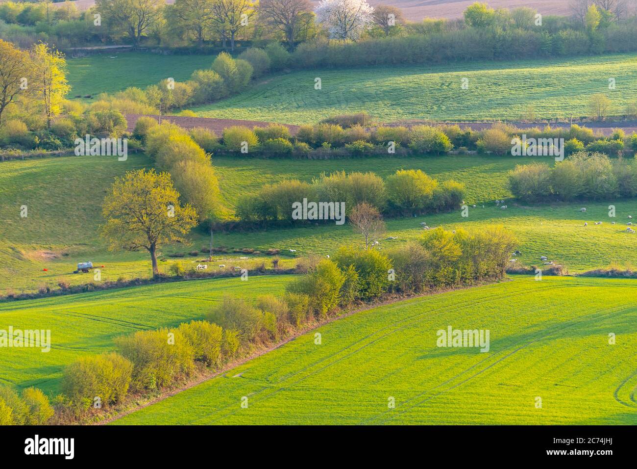 field landscape with hedges in spring, 27.04.2020, aerial view, Germany ...