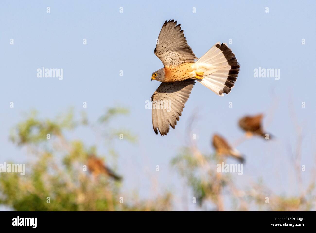Kestrel in full flight hi-res stock photography and images - Alamy
