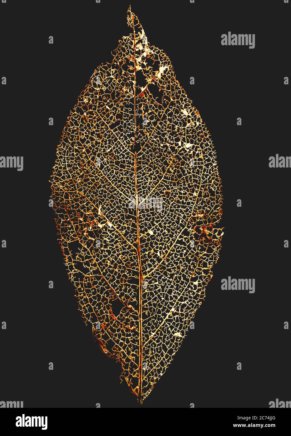 Dead skeleton leaf hi-res stock photography and images - Alamy