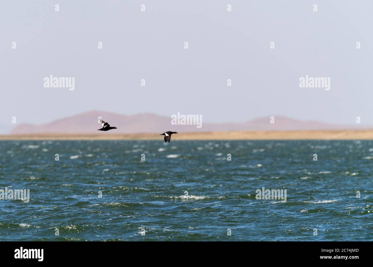 Siberian Scoter, White-winged Scoter (Melanitta stejnegeri), Male and ...