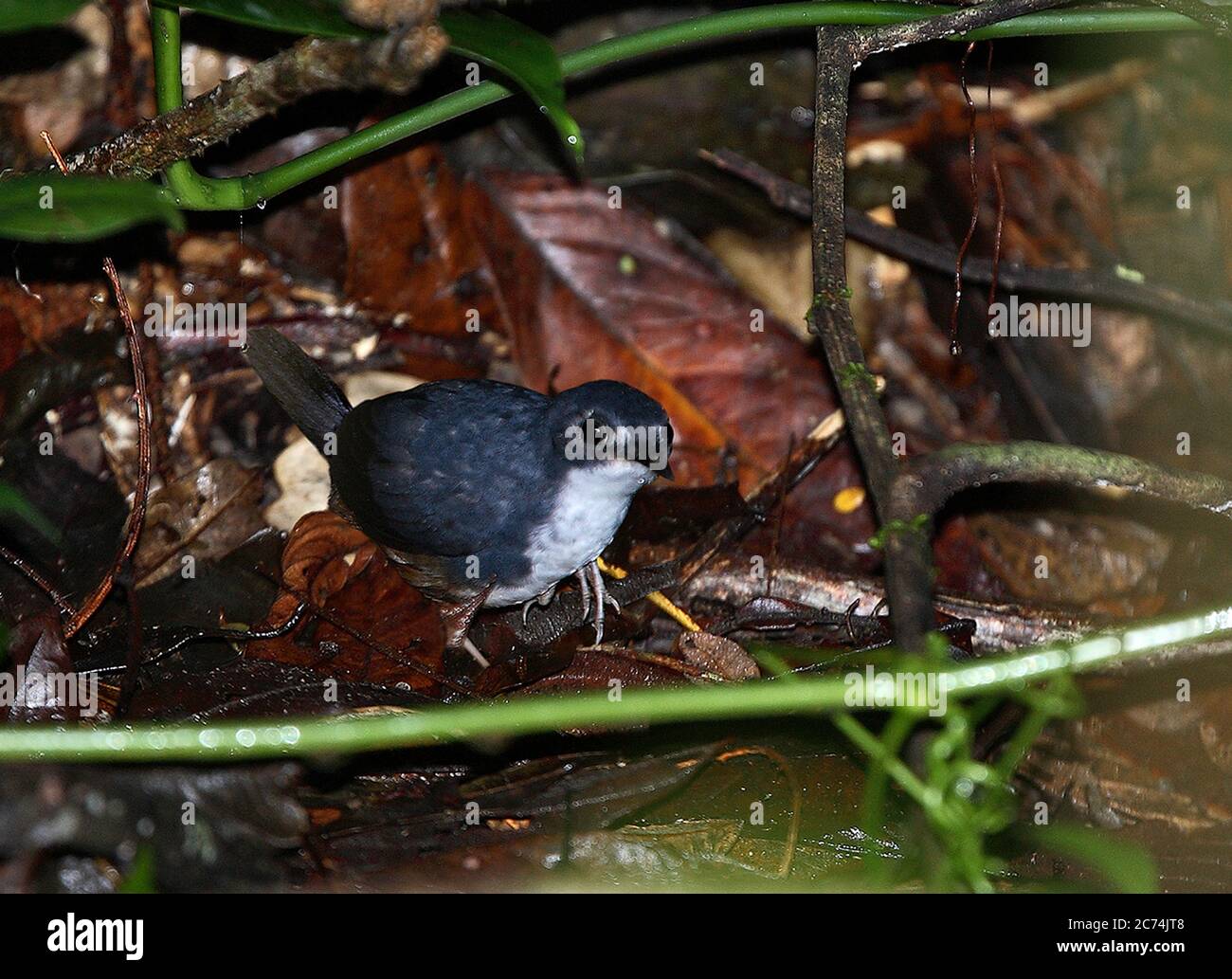 Chestnut sided tapaculo hi-res stock photography and images - Alamy