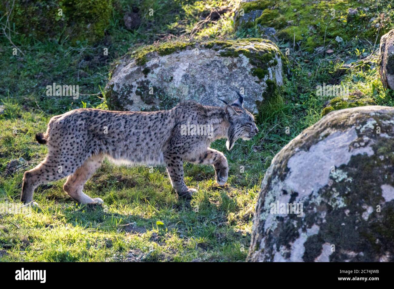 Iberian lynxes hi-res stock photography and images - Alamy
