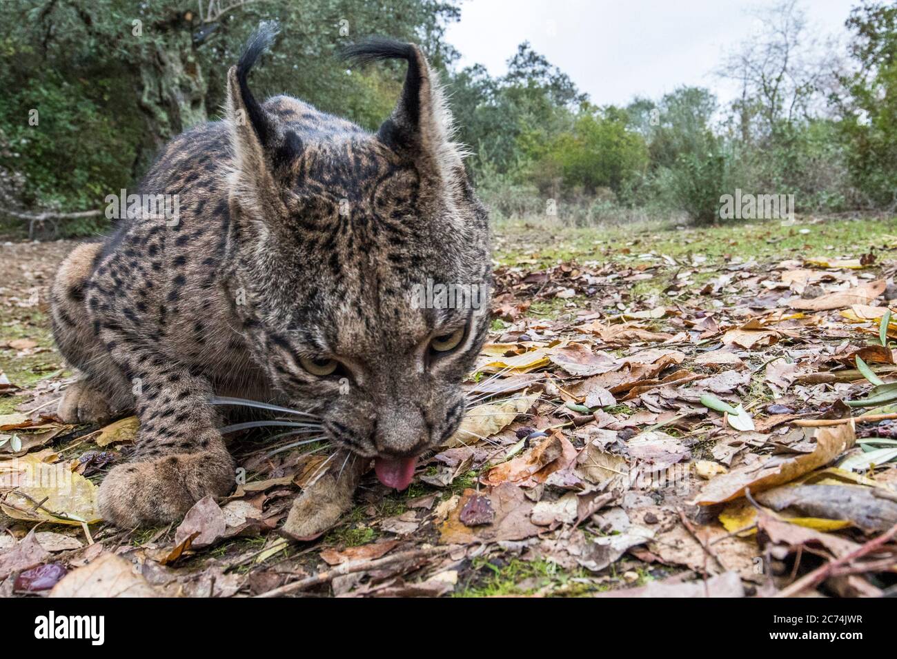 Iberian lynx (Lynx pardinus), licking the ground, photographed with a ...