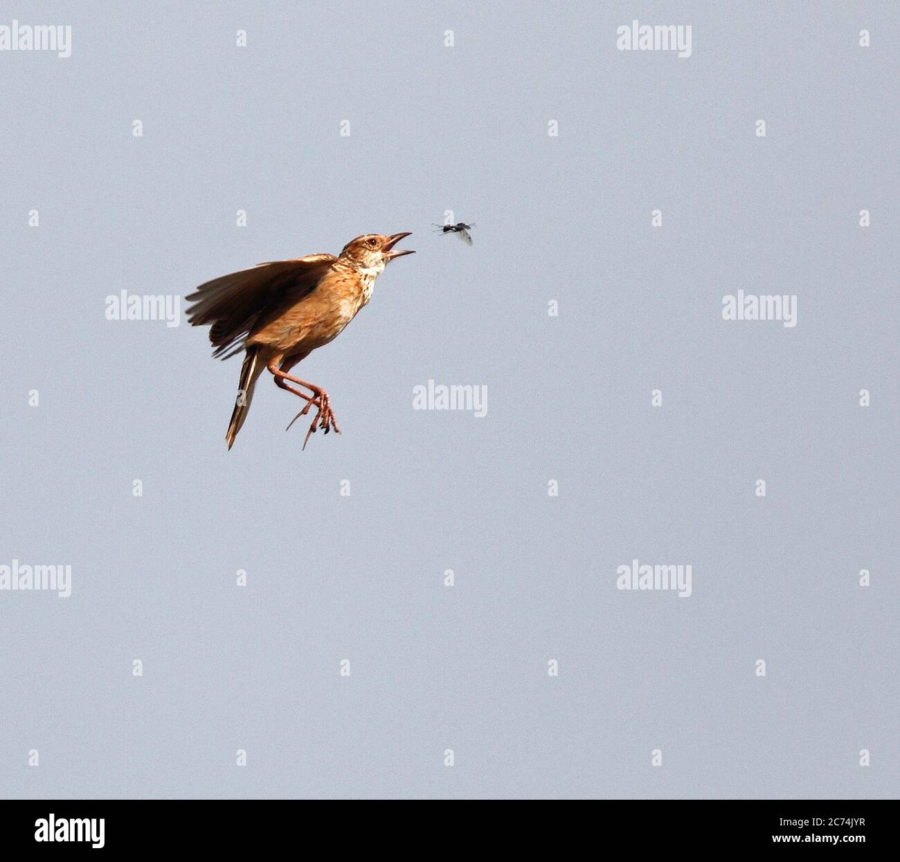 Sidamo Lark (Heteromirafra archeri sidamoensis, Heteromirafra ...