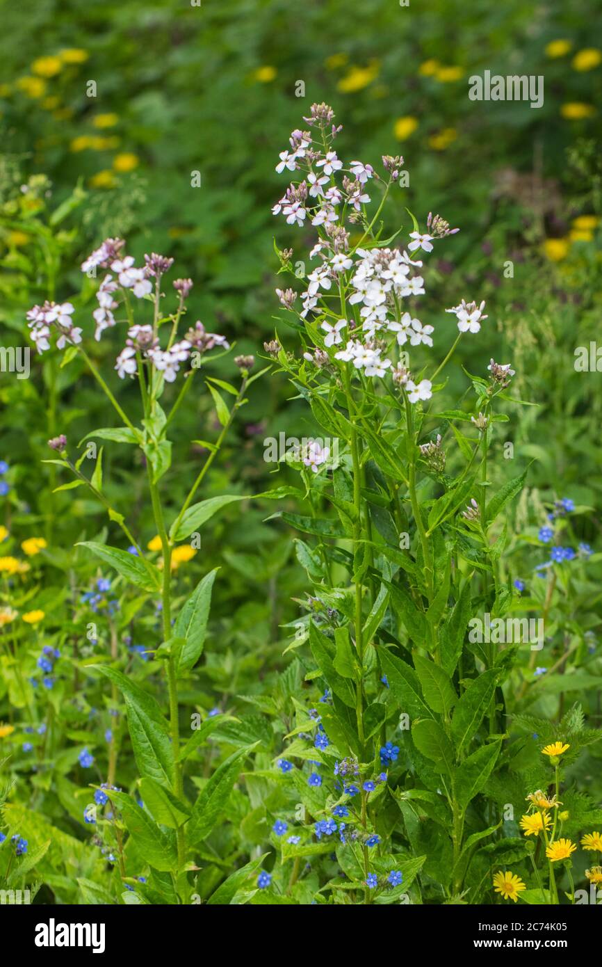 dame's-rocket, dame's-violet, garden rocket, Dame's rocket (Hesperis ...