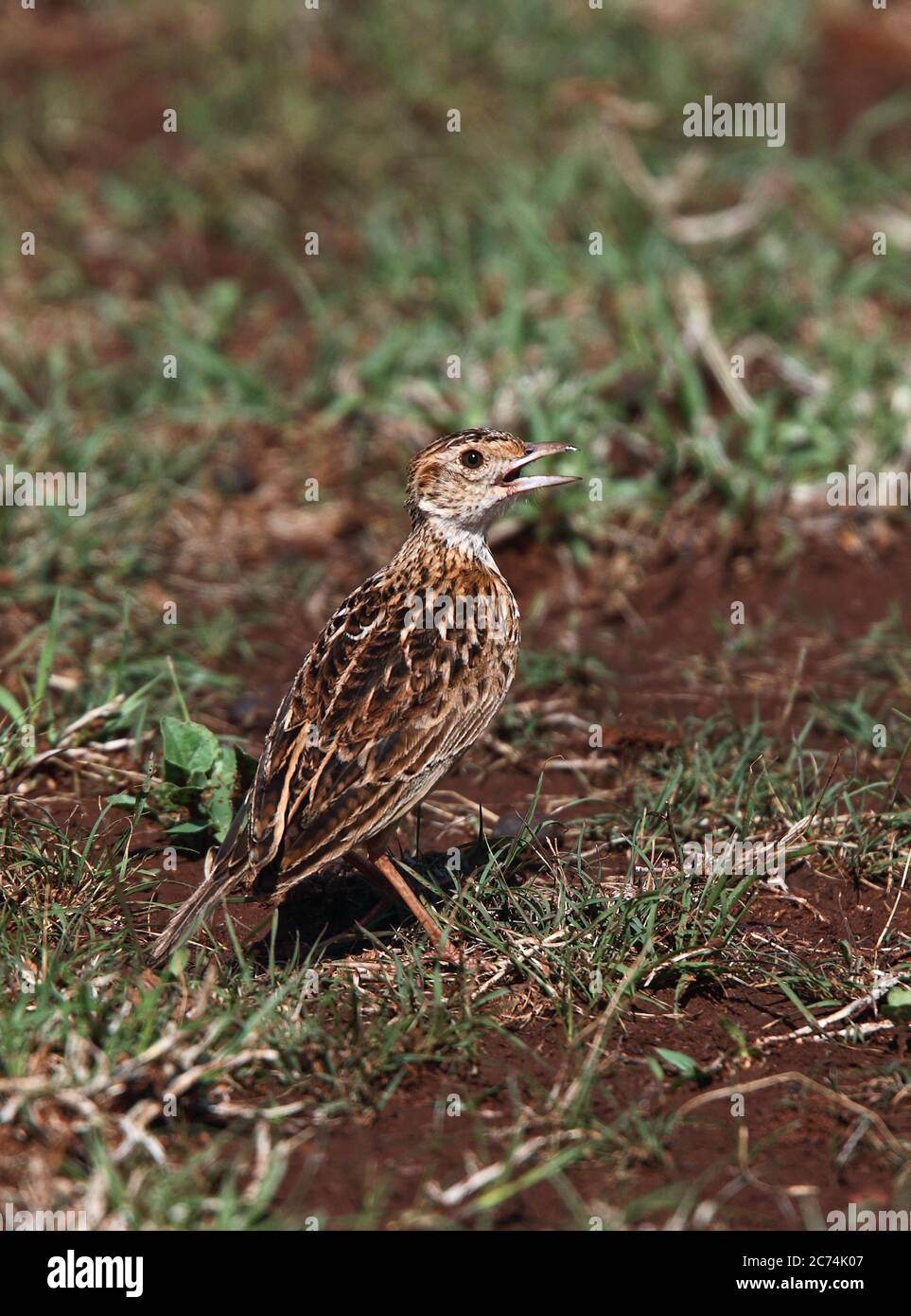 Sidamo hi-res stock photography and images - Alamy