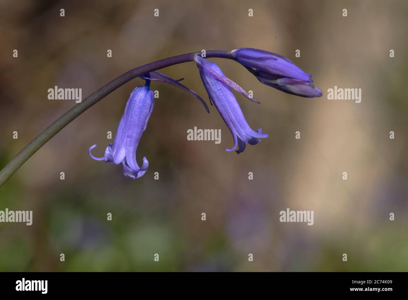 Atlantic bluebell (Hyacinthoides non-scripta, Endymion non-scriptus ...