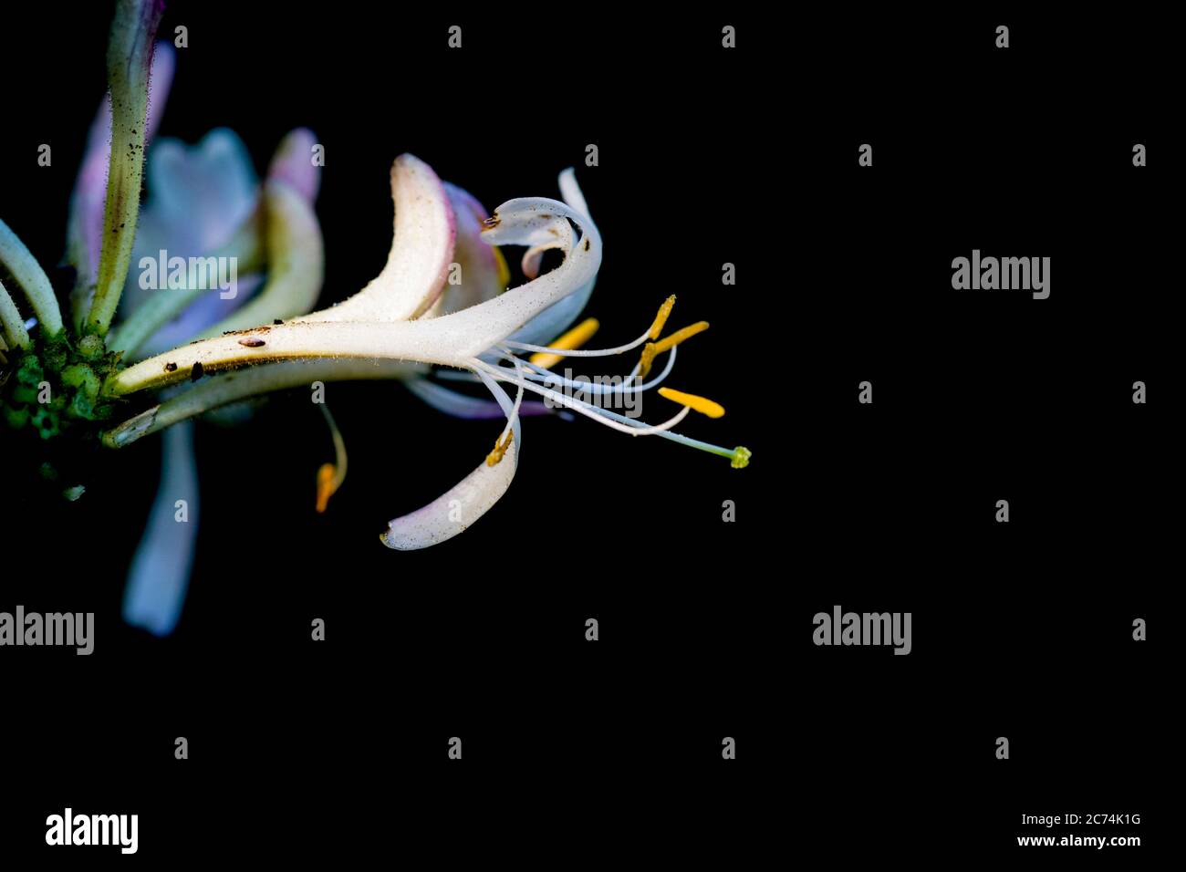 Italian honeysuckle, Italian woodbine, perfoliate honeysuckle (Lonicera ...