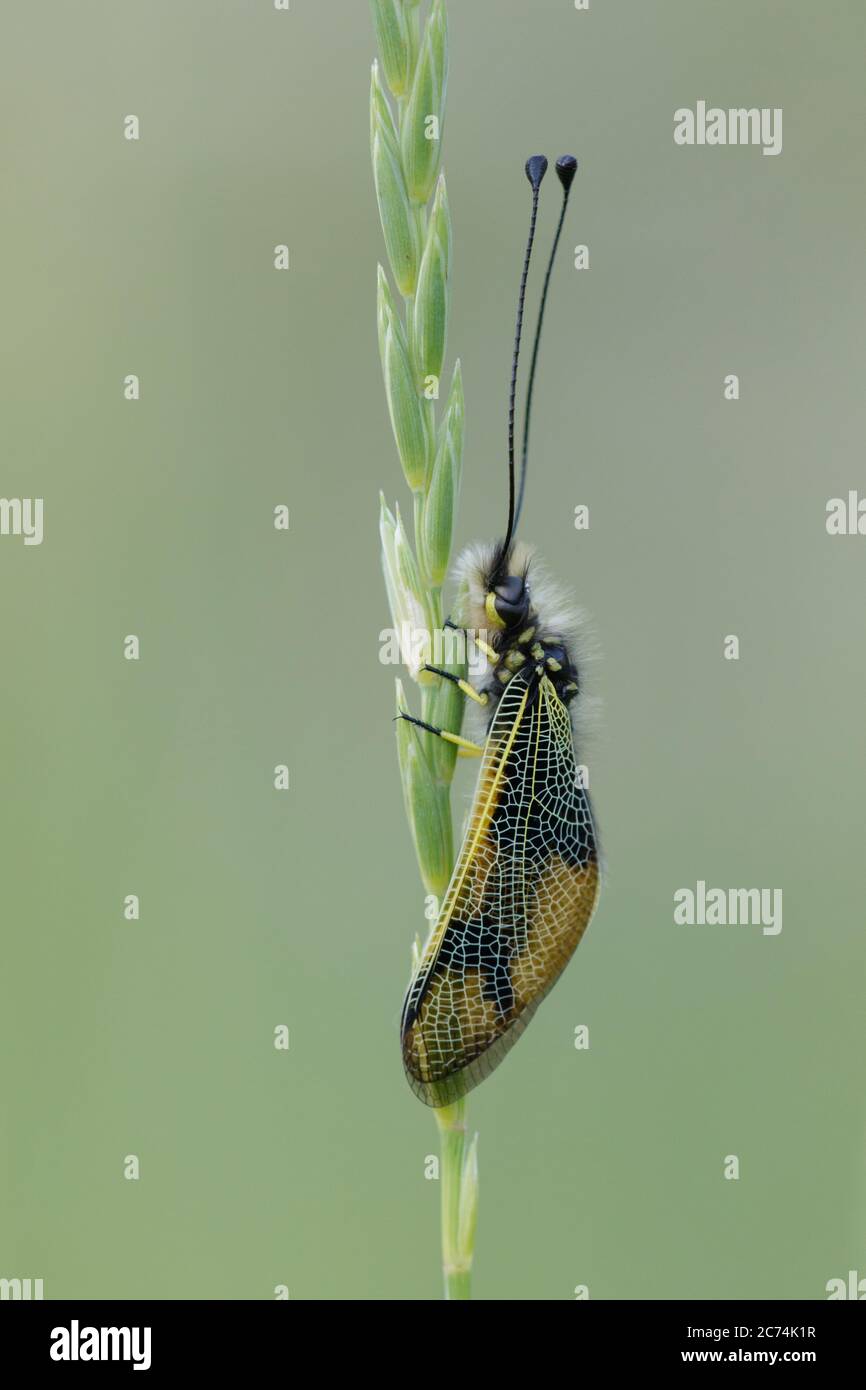 Ascalaphus libelluloides hi-res stock photography and images - Alamy