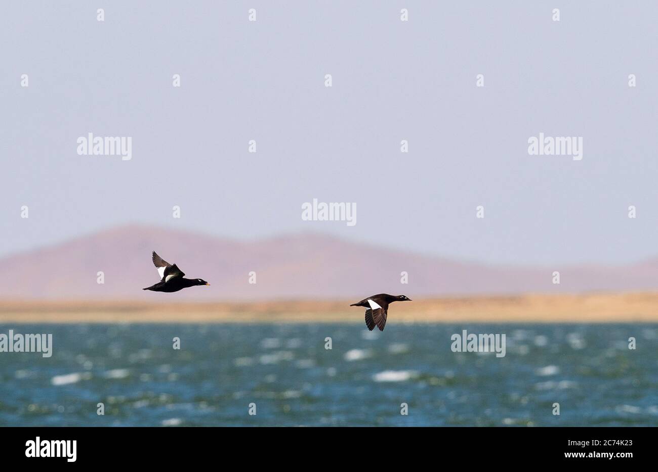 White winged scoter waterfowl hi-res stock photography and images - Alamy