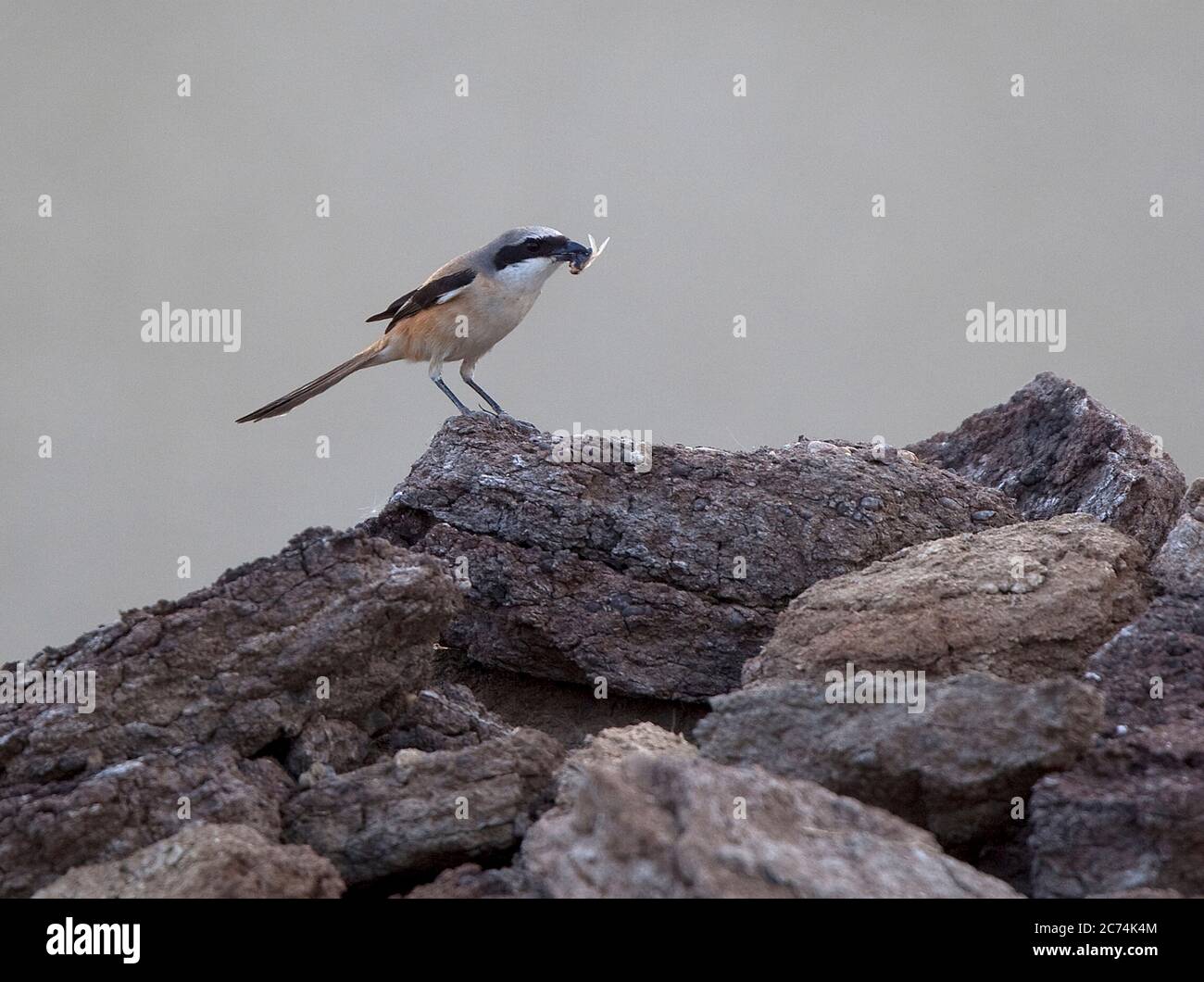 Long tailed shrike in asia hi-res stock photography and images - Alamy