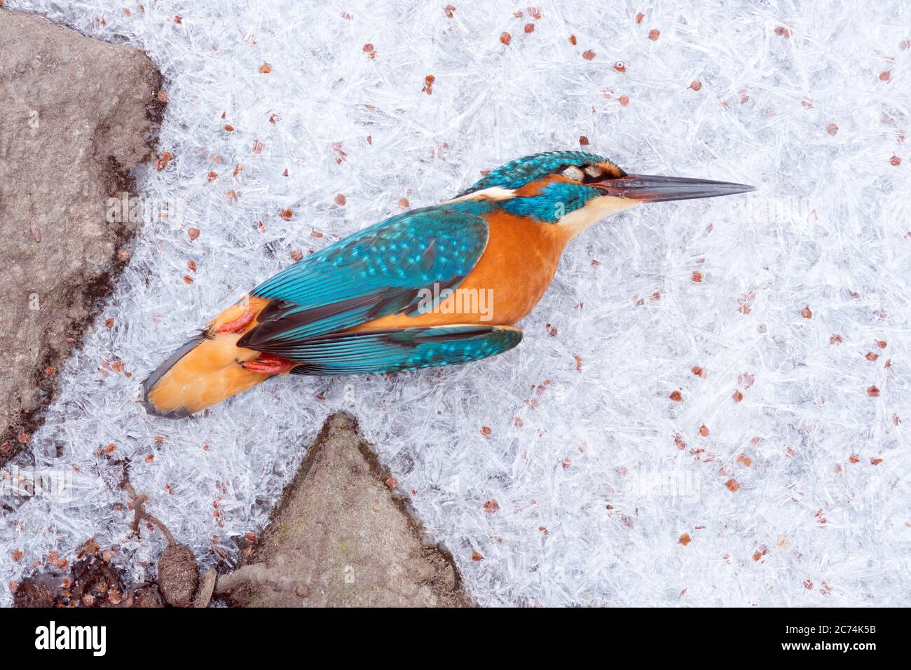 river kingfisher (Alcedo atthis), lying frozen to death on an ice sheet ...