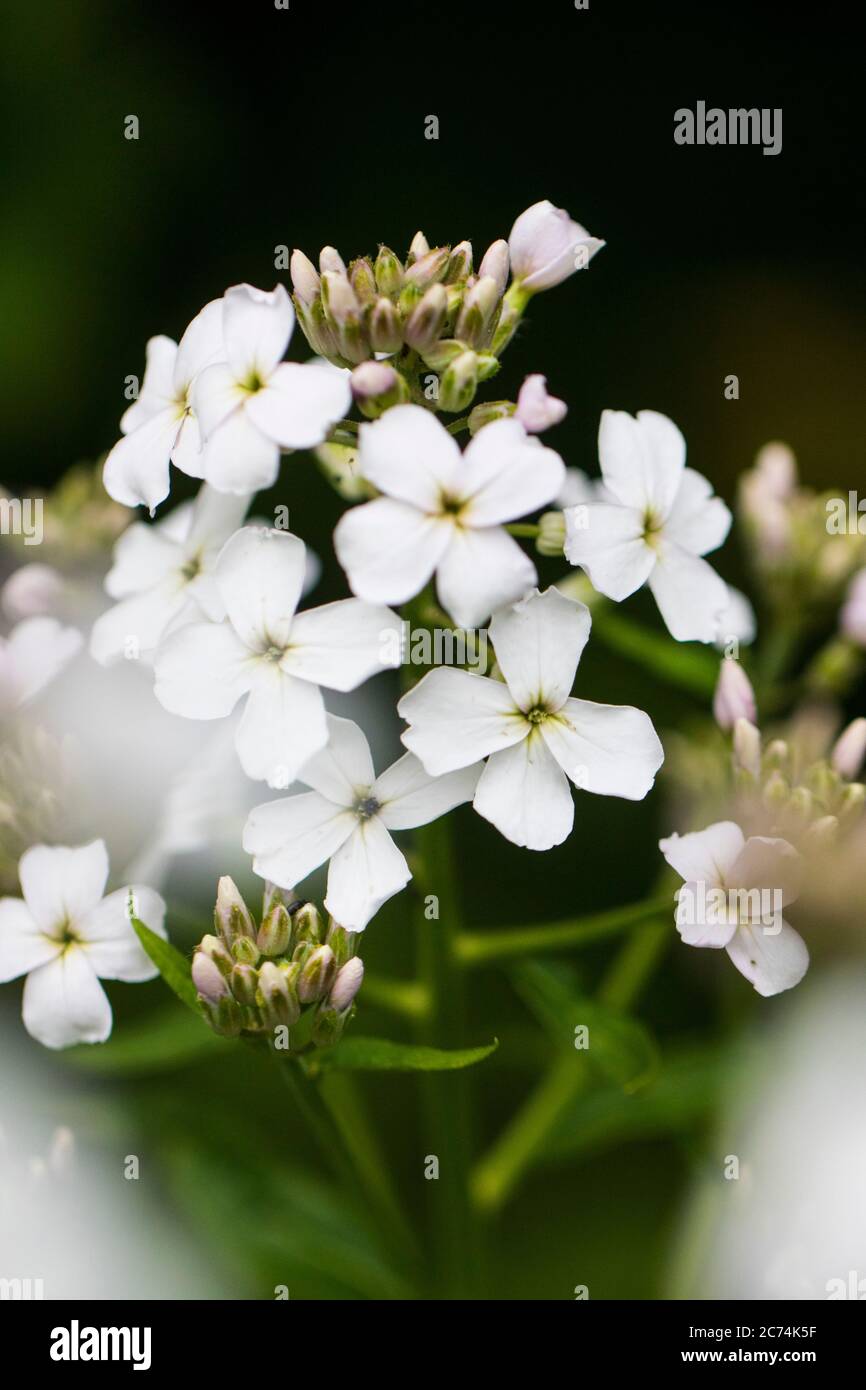 dame's-rocket, dame's-violet, garden rocket, Dame's rocket (Hesperis ...