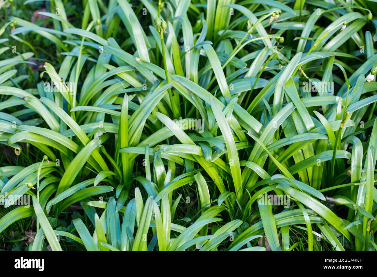 spring snowflake (Leucojum vernum), leaves, Netherlands Stock Photo - Alamy
