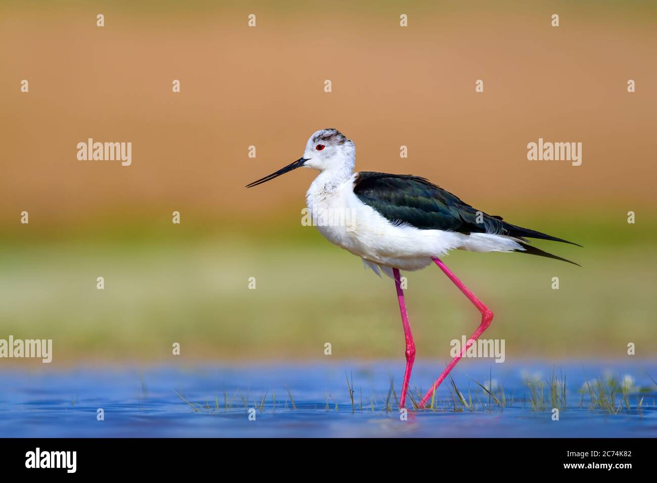 Cute bird black winged Stilt. Colorful nature background. Bird: Black ...