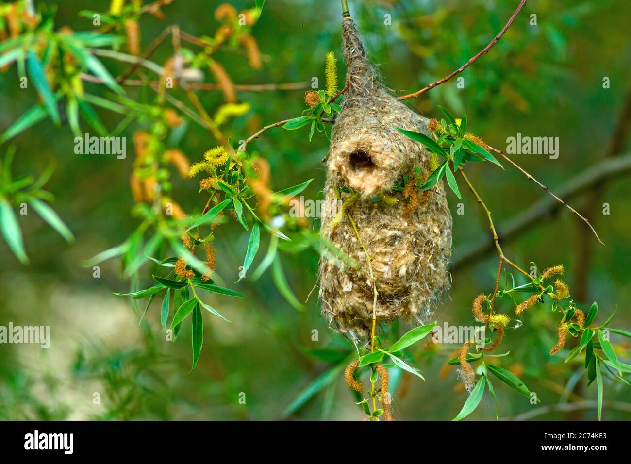 Cute little bird and its nest. Green nature background. Common bird ...