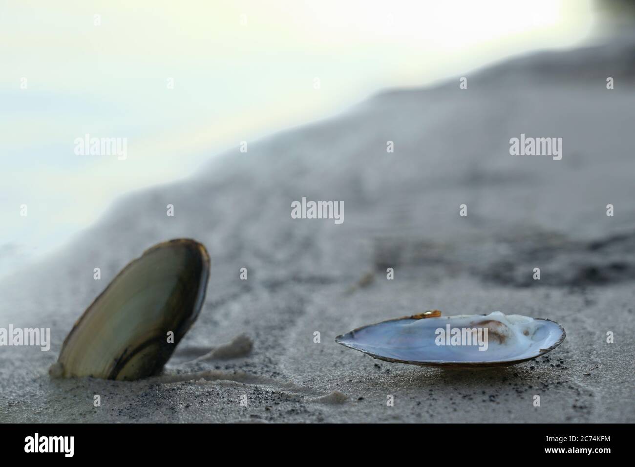 Mollusk shell hi-res stock photography and images - Alamy