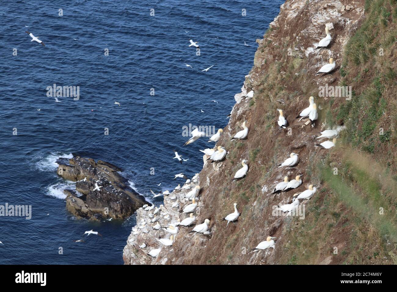 Gannets nesting of cliffs at Troup Head Stock Photo - Alamy