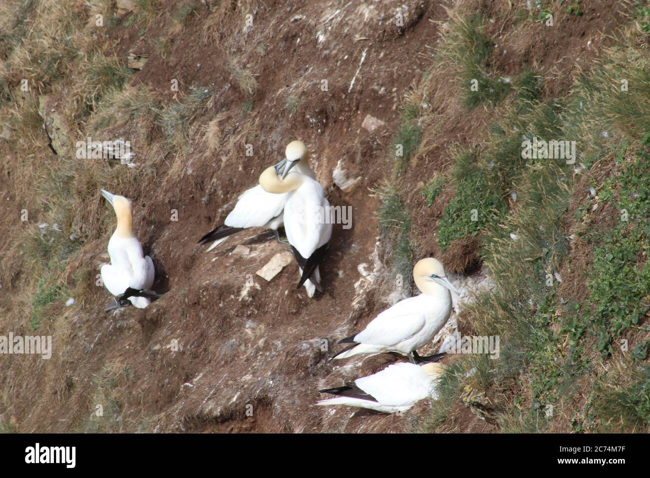 Gannets nesting of cliffs at Troup Head Stock Photo - Alamy