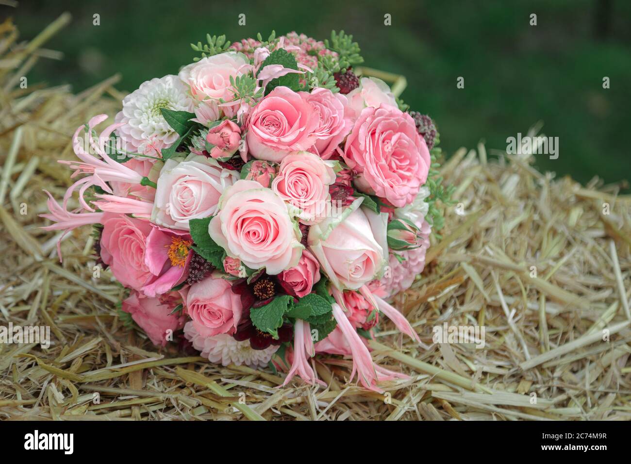 Colorfull roses hi-res stock photography and images - Alamy