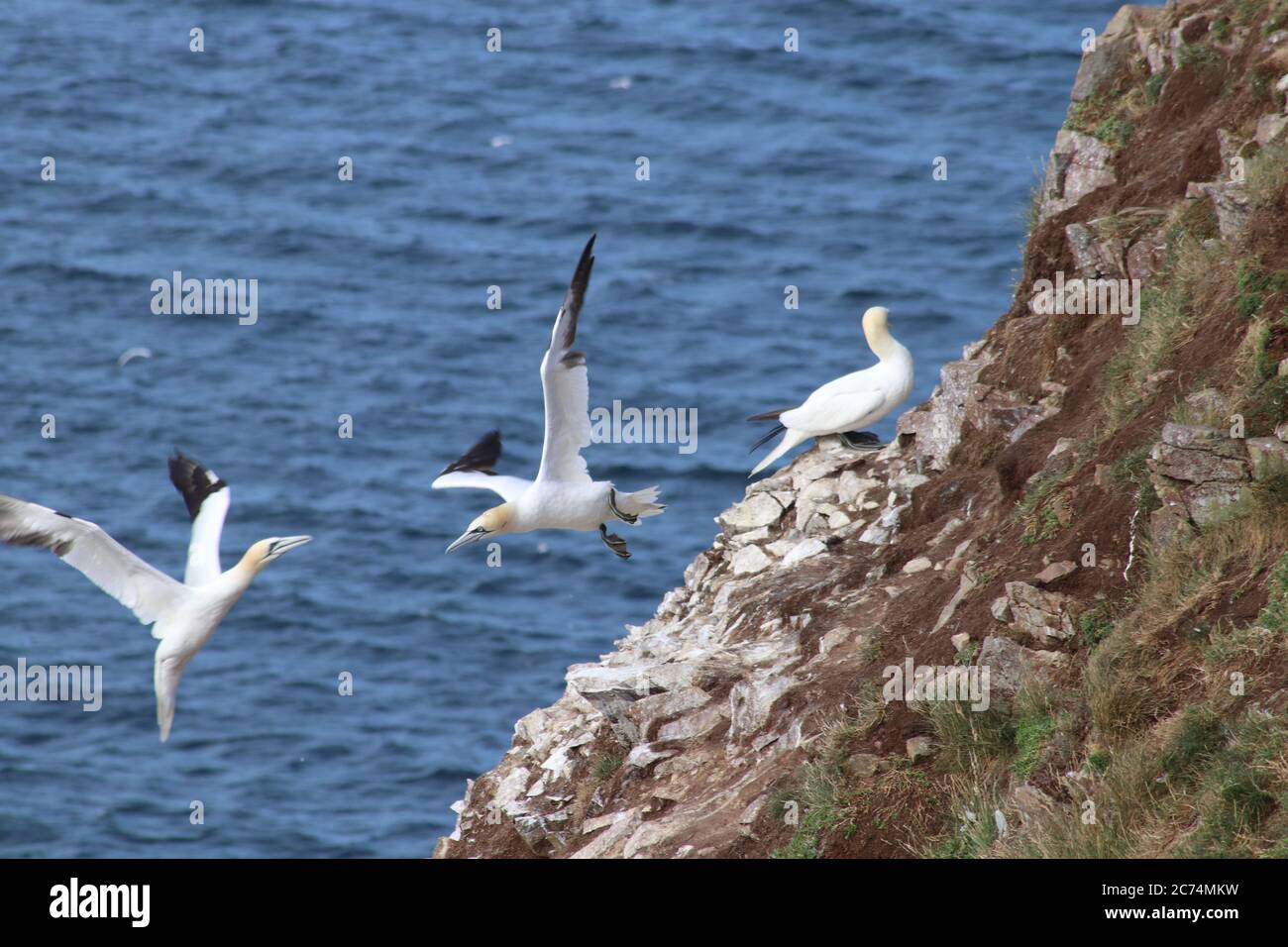 Gannets flying and nesting on cliffs Stock Photo - Alamy