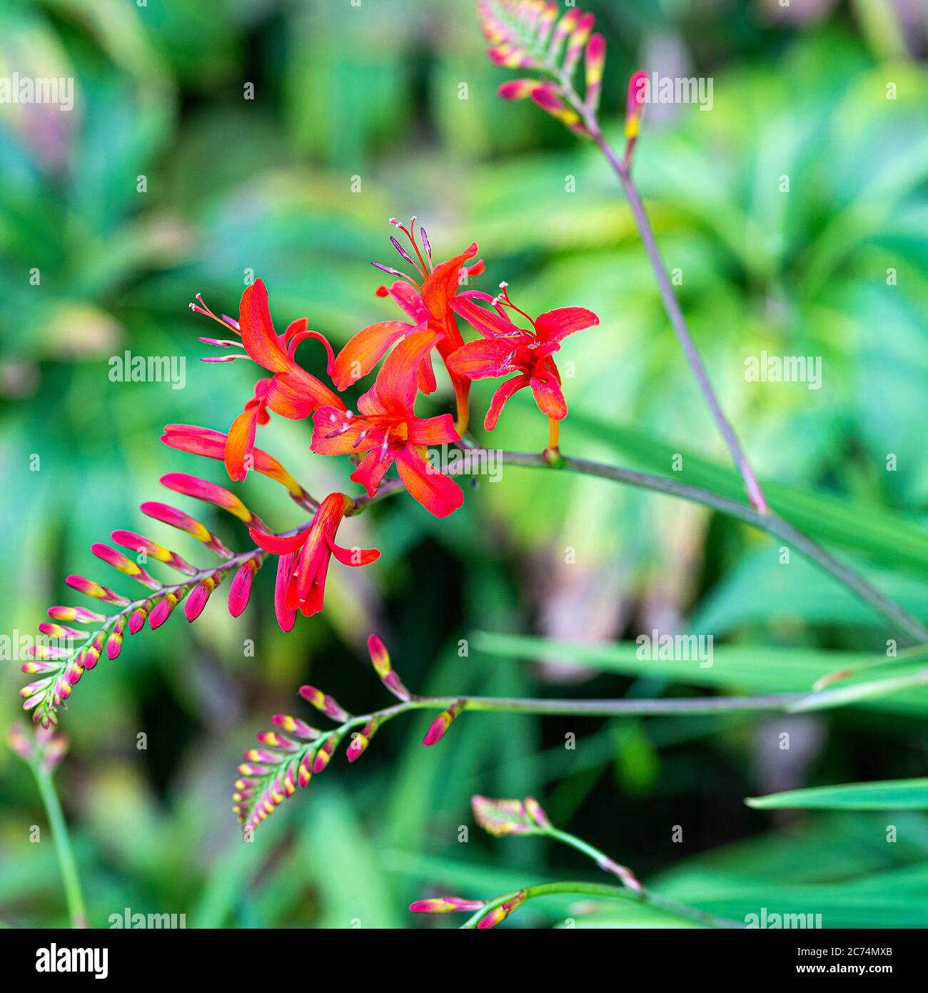 Beautiful Closeup of Crocosmia Flower Lucifer in Full Bloom in a Garden ...
