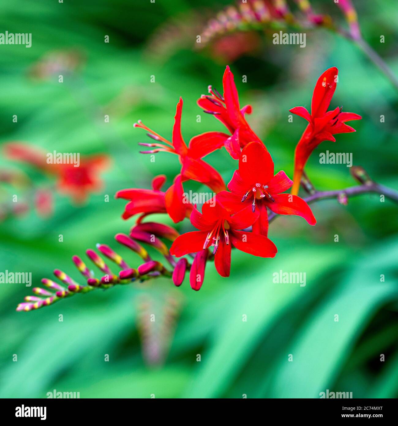 Beautiful Closeup of Crocosmia Flower Lucifer in Full Bloom in a Garden ...